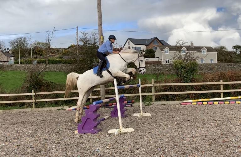 17.3/18hh All Rounder/RC Horse For Sale in Anglesey | Preloved