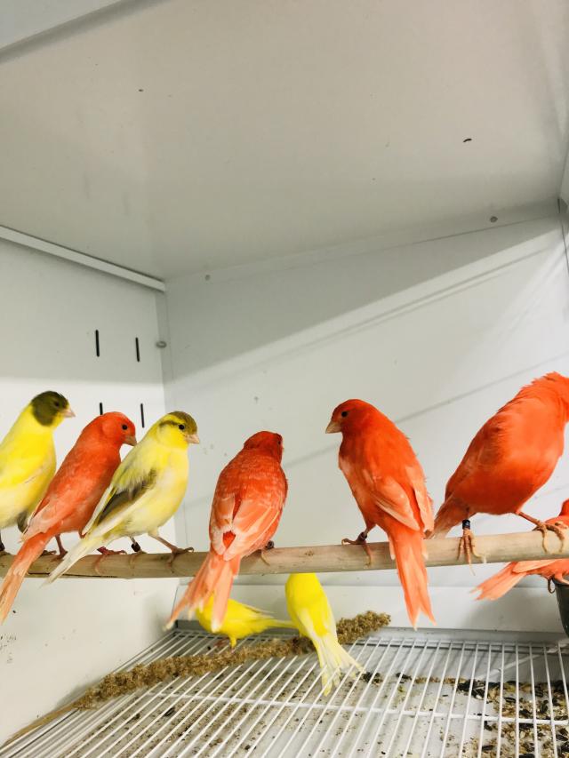 Red and Yellow canaries for sale For Sale in Nottingham | Preloved