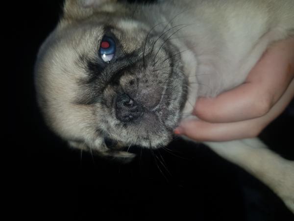 blue merle pug For Sale in Tewkesbury, Bredon | Preloved