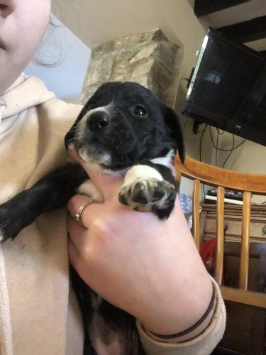 Labrador x cockapoo puppies for sale! (Cockadoor) For Sale in ...