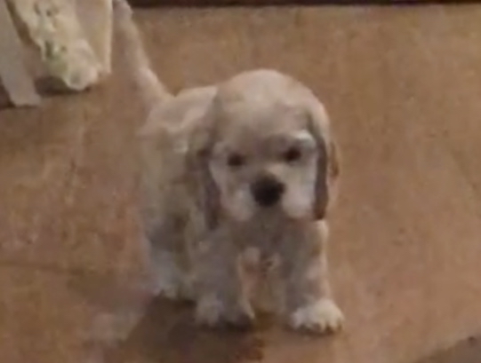 Stunning litter of silver buff American cocker spaniels For Sale in ...