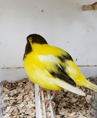 SHOW STANDARD BORDER CANARIES! For Sale in Andover, Hampshire | Preloved
