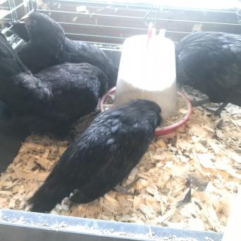 Poultry and Game, Rehome Buy and Sell | Preloved