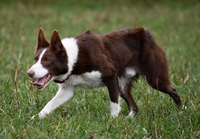 Red collie puppies. For Sale in Aberystwyth, Ceredigion | Preloved