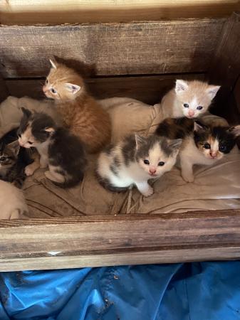 Stunning kittens for sale ready to leave 18/10 For Sale in Bedford ...