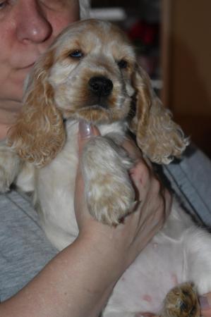 Litter of Show Cocker Spaniels - Sable & Orange Roan For Sale in ...
