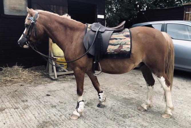 Exceptionally Well Bred Lead Rein/Show Pony For Sale in Glastonbury ...