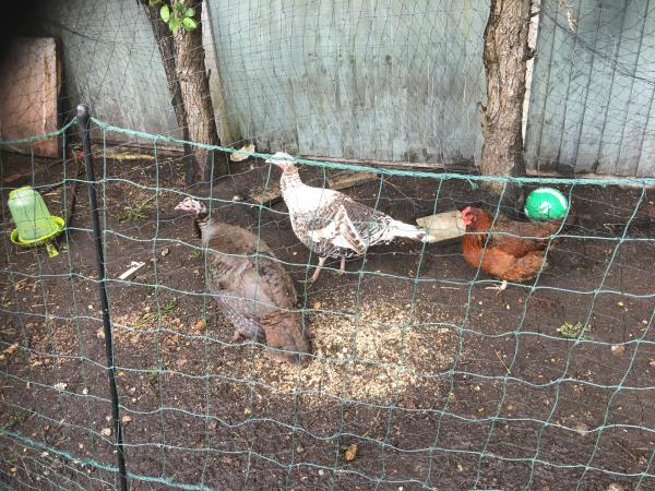 Turkey hens laying pair Crollwitzer and bronze For Sale in Poole ...