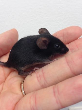 BLACK FANCY MICE FOR SALE For Sale in Kidderminster, Worcestershire ...