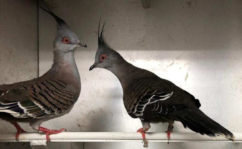 Australian crested pigeons For Sale in Abbotsley, Cambridgehire | Preloved