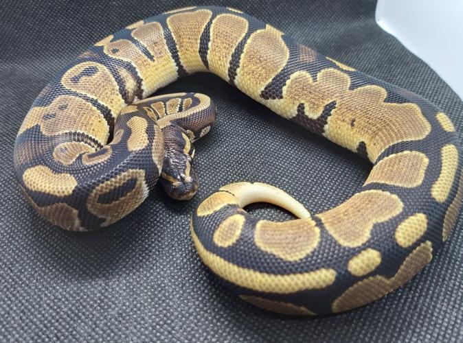 Female 100% het pied (piebald) female Royal Python C4F For Sale in ...