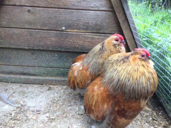 Belgian bantam - Barbu de Grubbe pair and Barbu d’anver For Sale in ...