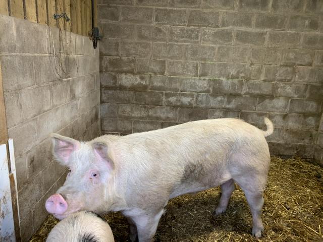 Large white x Duroc boar pig for sale For Sale in Uttoxeter ...