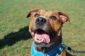 Dogs and Puppies, Rehome Buy and Sell in the UK and Ireland | Preloved