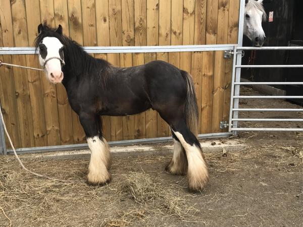 2years old blagdon mini cob For Sale in Sheffield, South Yorkshire ...