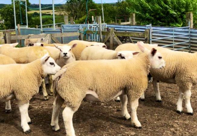 Pure Bred TEXEL Tup Lambs For Sale in Whitby, North Yorkshire | Preloved