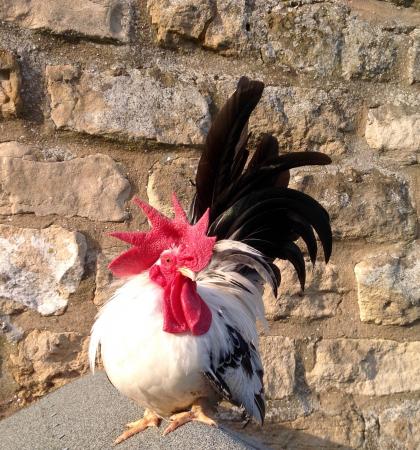 Breeding pair of Japanese Chabo bantams. Stunning plumage. For Sale in ...