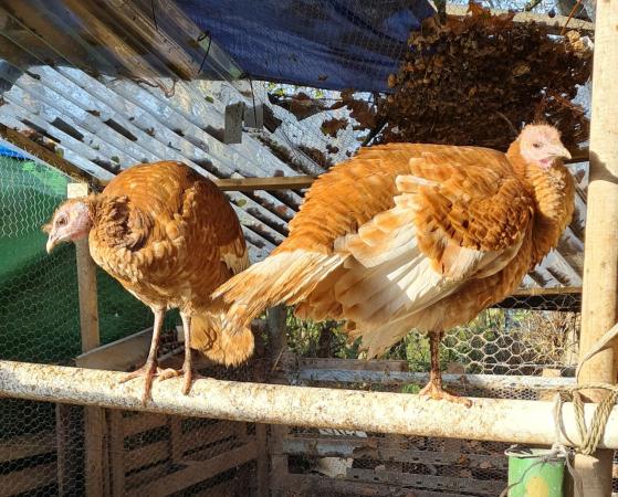Bourbon Red Turkeys For Sale in Bridport, Dorset | Preloved