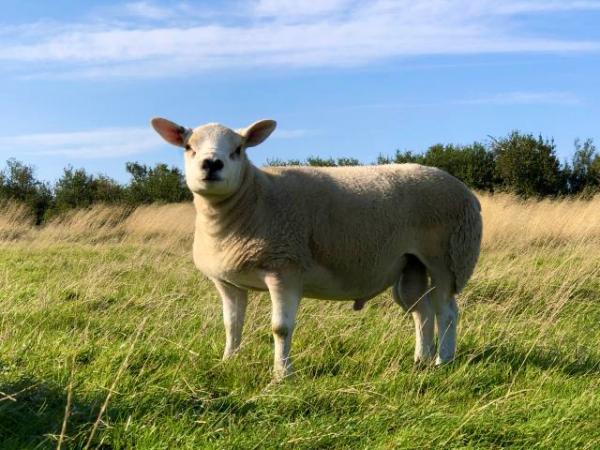 Pedigree Texel Society Registered TEXEL Tup Lambs For Sale in Whitby ...