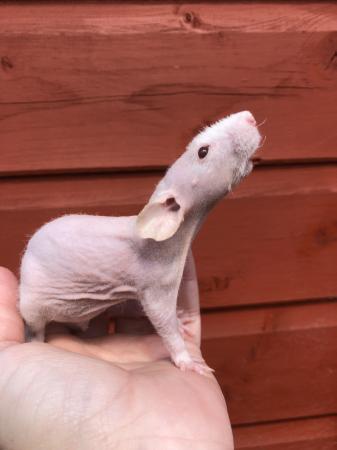 Super cute patchwork Rat babies ready for homes For Sale in Durham ...
