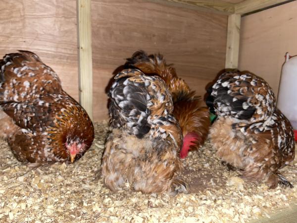 PEKIN BANTAMS - LOTS OF COLOURS - GUARANTEED FEMALE For Sale in Lewes ...