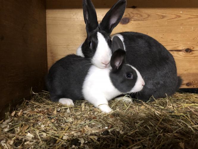 For Sale baby Dutch Rabbits For Sale in Driffield, East Yorkshire ...