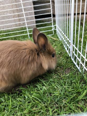 Adorable baby Netherland dwarf cross lionhead bunny For Sale in ...