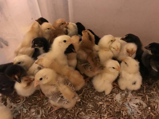 Chicken chicks for sale For Sale in Worcester, Worcestershire | Preloved