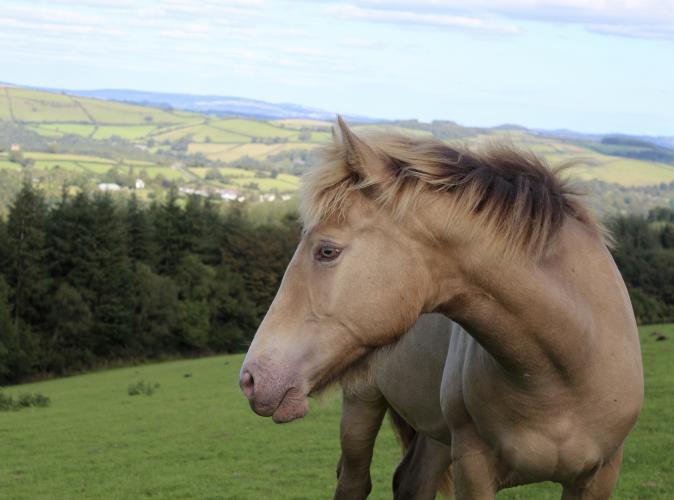 Classic Champagne Filly Cob x QH For Sale in Buckfastleigh, Devon ...