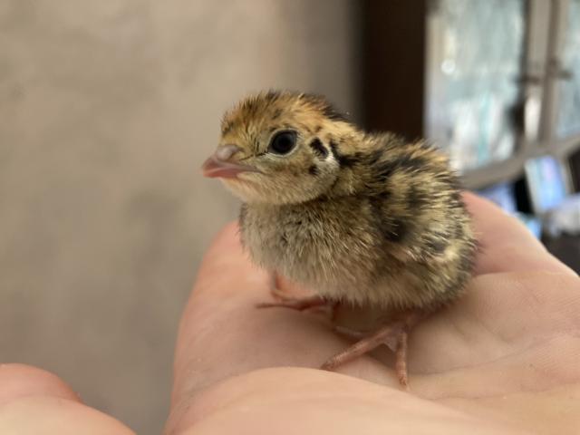Japanese quail hatched every week 1-6 weeks old available For Sale in ...