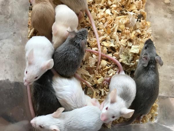 Fancy mice for sale £4 each For Sale in Spalding, Lincs | Preloved