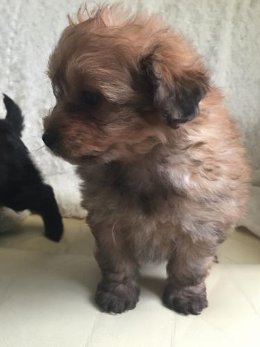 pomapoo puppies Pomeranian cross toy poodle For Sale in Bridlington ...