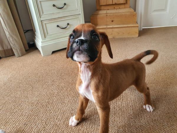bobtail and tailed Boxer Puppies For Sale in Ashby Scunthorpe, North ...