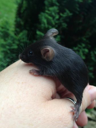 BLACK FANCY MICE FOR SALE For Sale in Kidderminster, Worcestershire ...