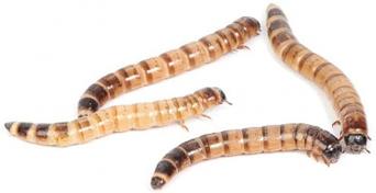 Morio Worms For Sale In Uk 61 Second Hand Morio Worms