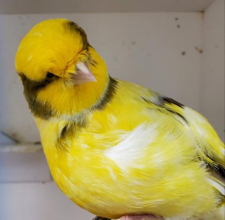 SHOW STANDARD BORDER CANARIES! For Sale in Andover, Hampshire | Preloved