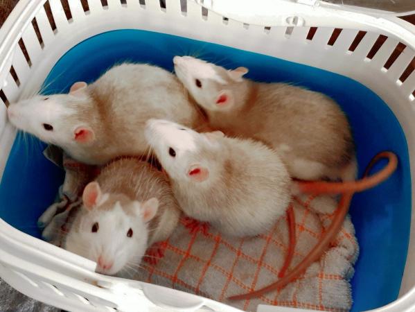 Male Roan Huskie Rats For Sale in Letchworth, Hertfordshire | Preloved