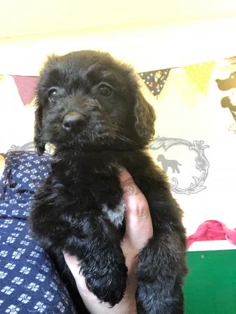 Stunning Springapoo puppies for sale For Sale in Cefn Mawr, Wales ...