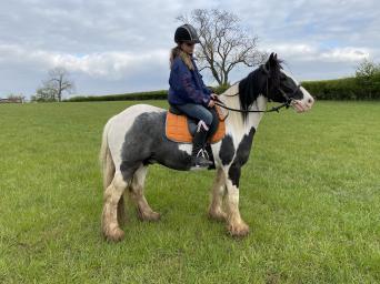 mini cobs - Horses & Ponies, For Sale | Preloved