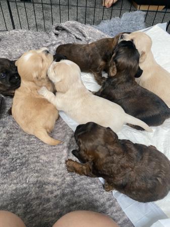 Frenchie cross Cavapoo puppies for sale For Sale in Milton Keynes ...