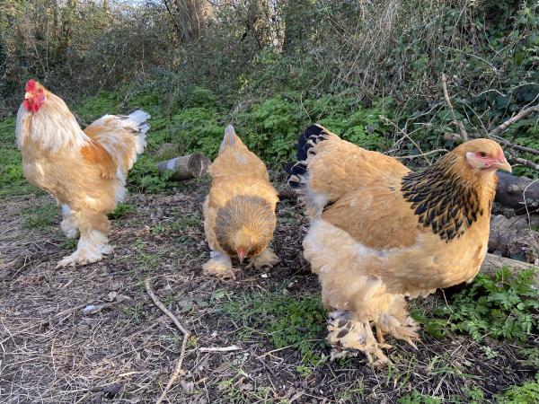 BLUE BUFF/LEMON PYLE LARGE FOWL BRAHMA HATCHING EGGS For Sale in Lewes ...