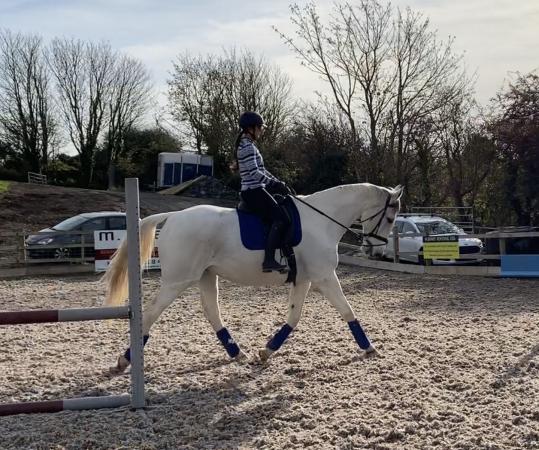 17.3/18hh All Rounder/RC Horse For Sale in Anglesey | Preloved