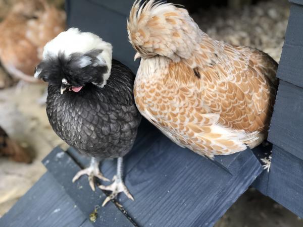 STUNNING POLISH POL HENS CHICKENS For Sale in Wimborne, Dorset | Preloved