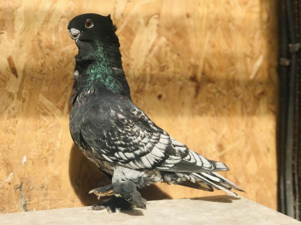 Rare oriental frill pigeons for sale. For Sale in Bristol | Preloved