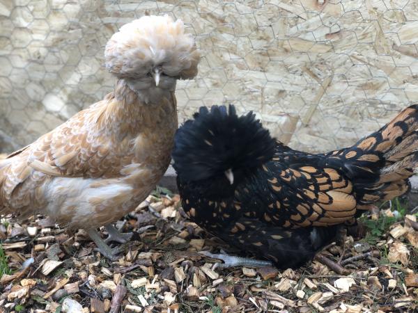 STUNNING POLISH POL HENS CHICKENS For Sale in Wimborne, Dorset | Preloved