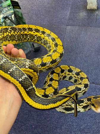 TAIWANESE BEAUTY SNAKE For Sale in Iver Heath, Bucks | Preloved
