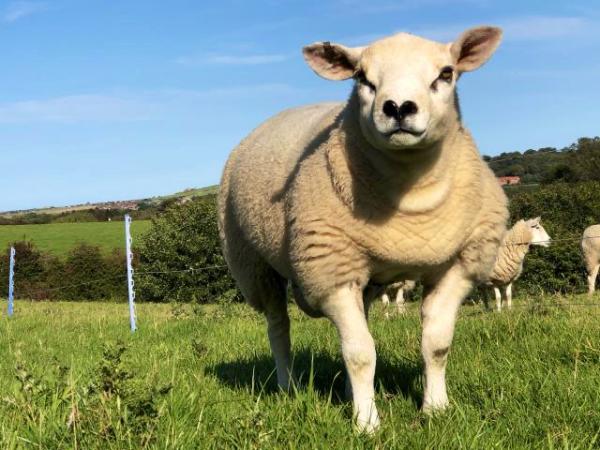 Pedigree Texel Society Registered TEXEL Tup Lambs For Sale in Whitby ...