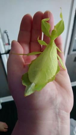 baby leaf insects (Phyllium Philippinicum). For Sale in Exeter, Devon ...