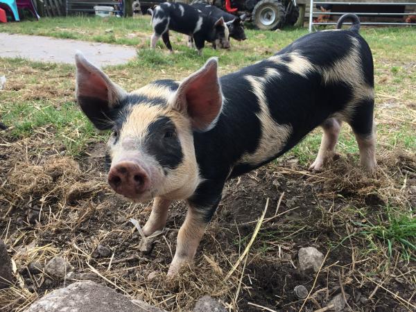 6 month old piglets For Sale in Cheltenham, Gloucestershire | Preloved
