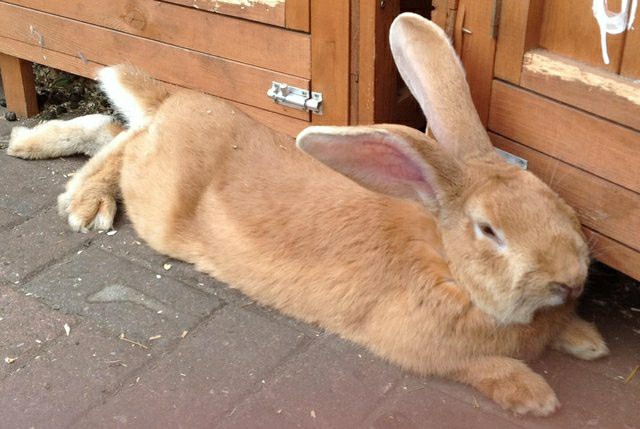 Yellow Continental Giant Rabbit For Sale in Manchester, Select An ...